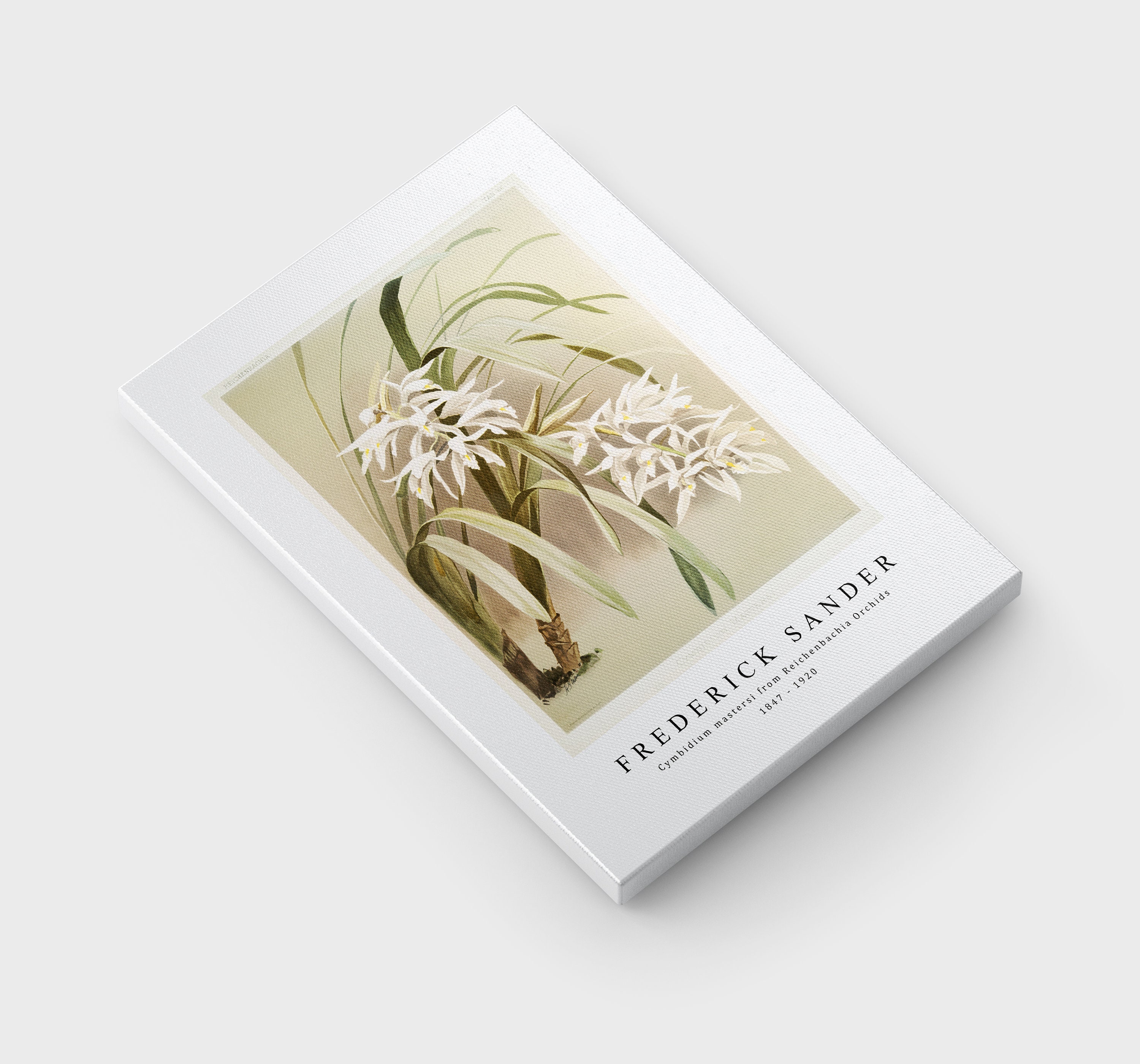 Frederick Sander Art Print | Cymbidium Mastersi From Reichenbachia ...