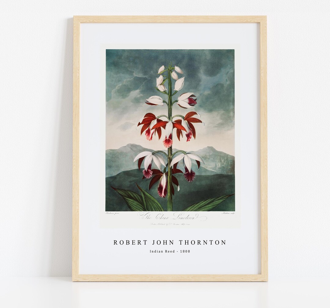 Robert John Thornton Print Download Digital File - Indian Reed From the ...