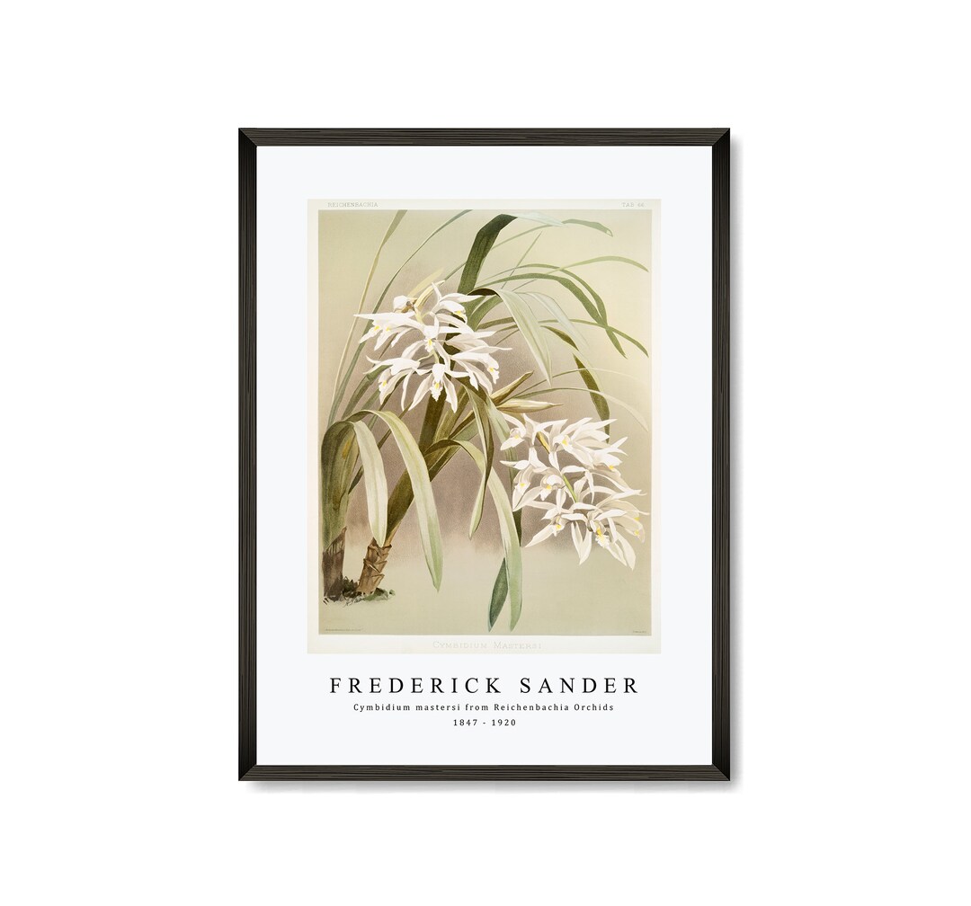 Frederick Sander Art Print | Cymbidium Mastersi From Reichenbachia ...