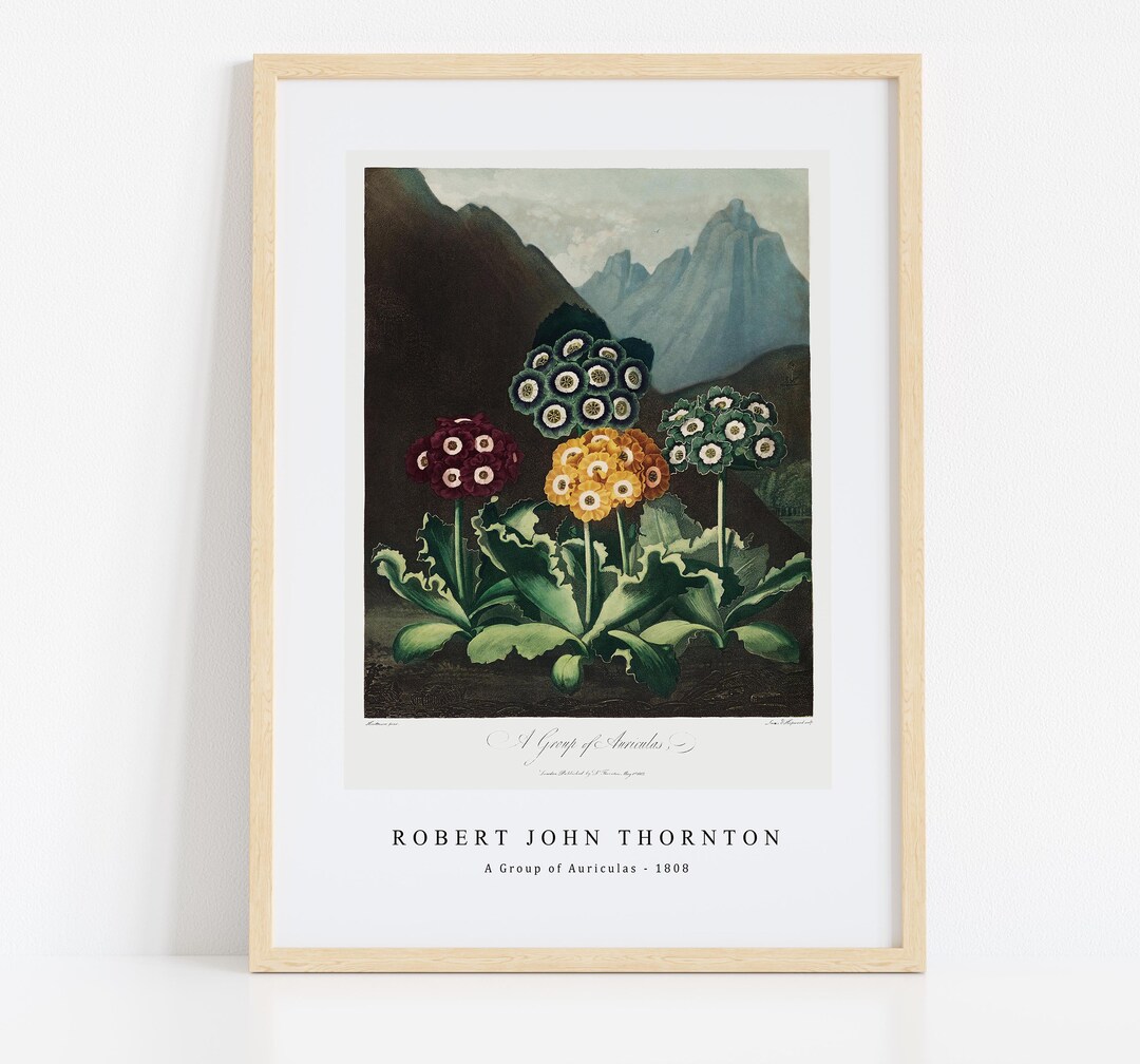 Robert John Thornton Print Download Digital File - A Group of Auriculas ...