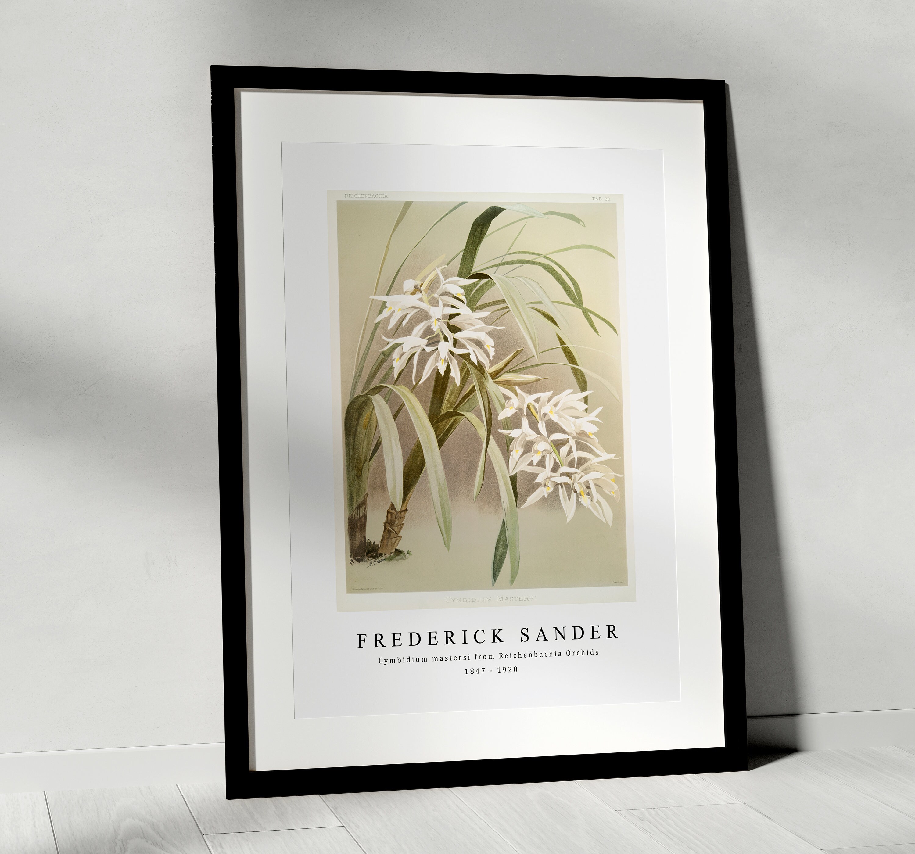 Frederick Sander Art Print | Cymbidium Mastersi From Reichenbachia ...