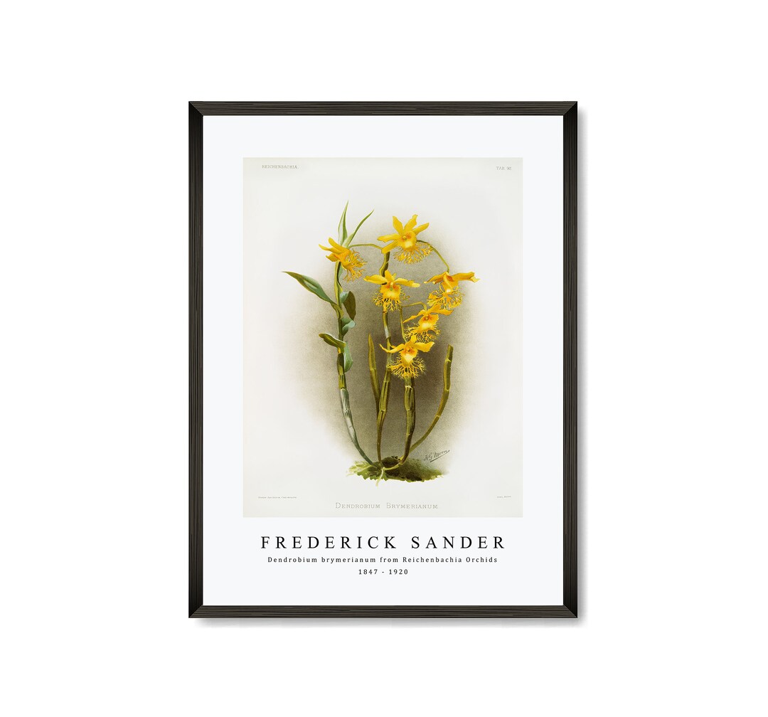 Frederick Sander Art Print | Dendrobium Brymerianum From Reichenbachia ...