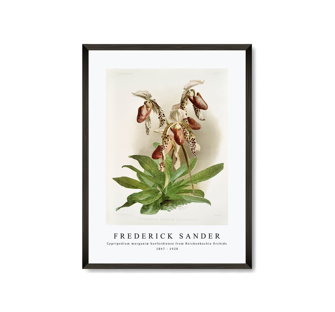 Frederick Sander Art Print | Cypripedium Morganiæ Burfordiense From ...