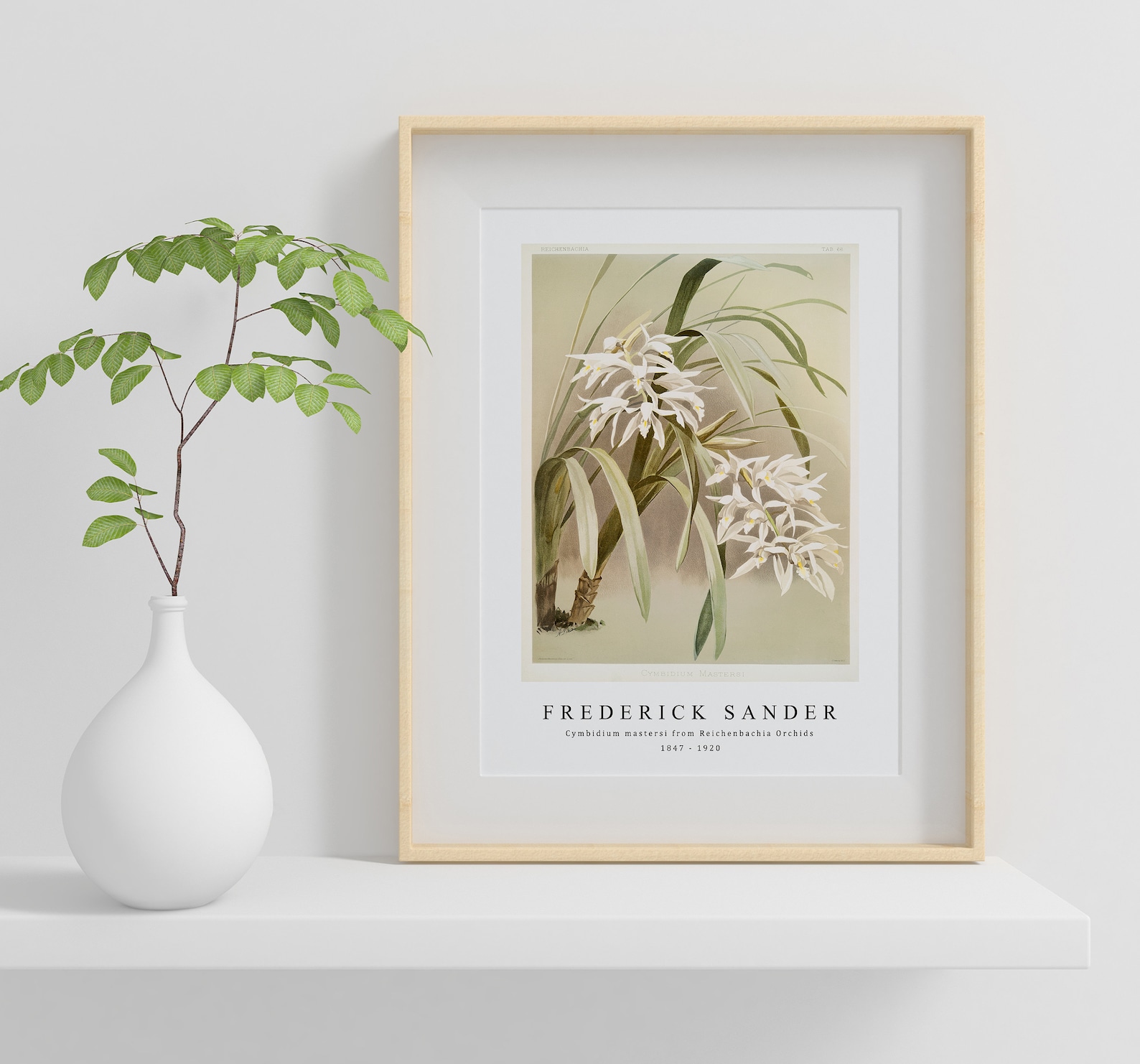 Frederick Sander Art Print | Cymbidium Mastersi From Reichenbachia ...