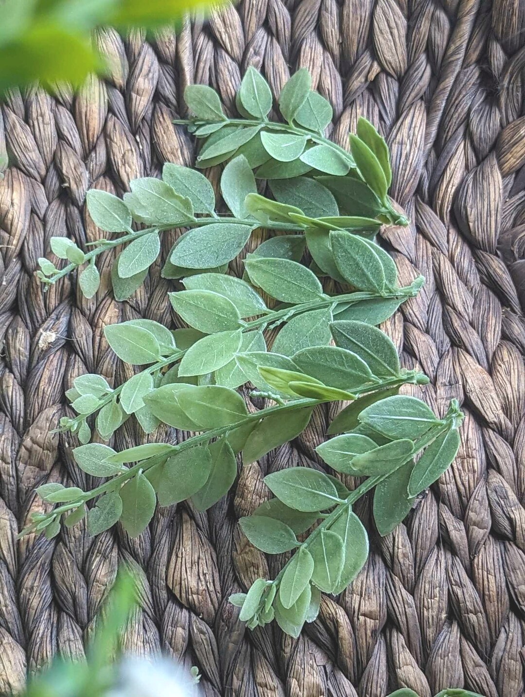 Greenery Picks, Single Stem, Tiny Bay Leaf Stems, Boxwood Stems, Photo ...