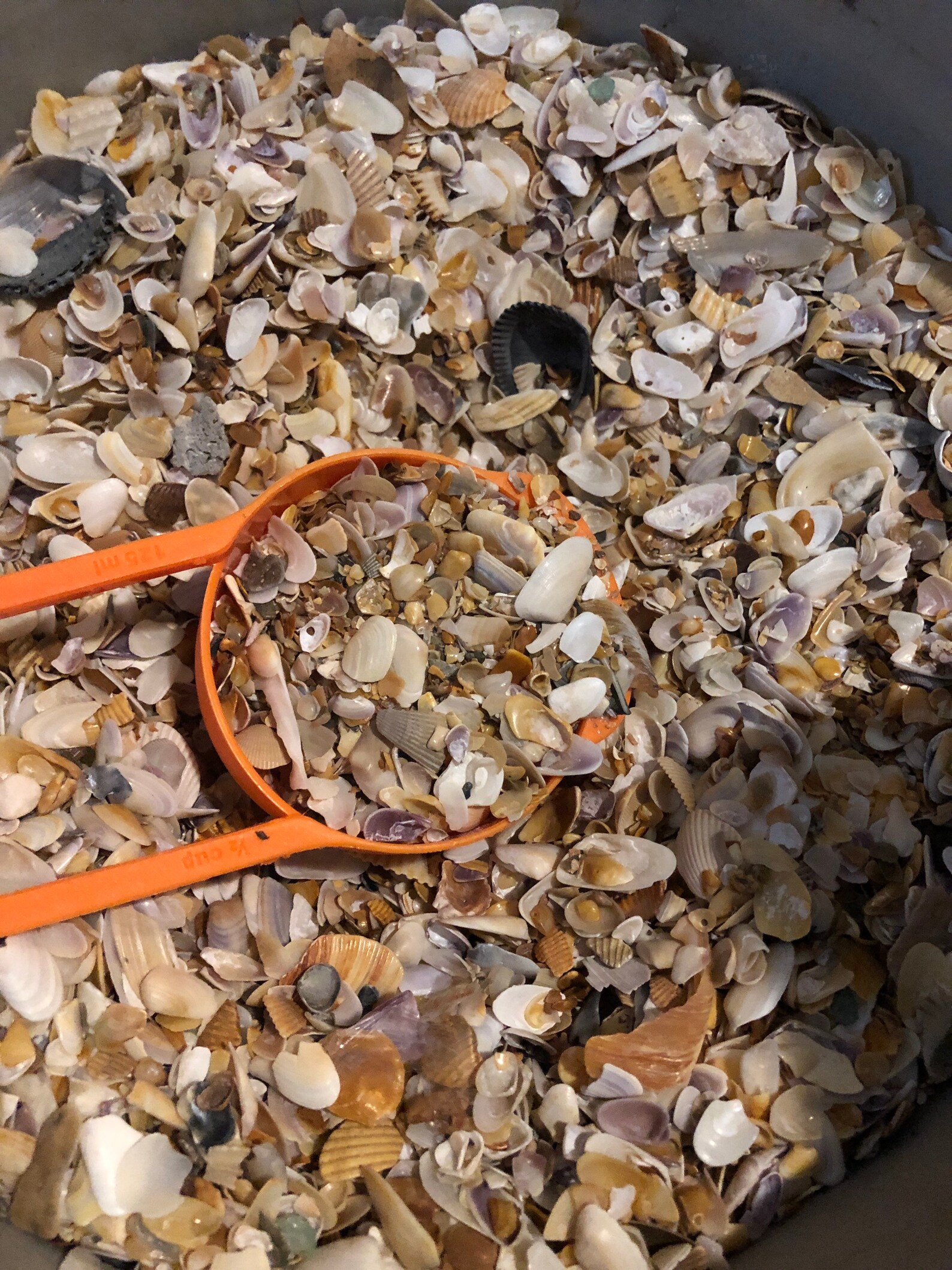 Small whole to broken seashells craft | Etsy