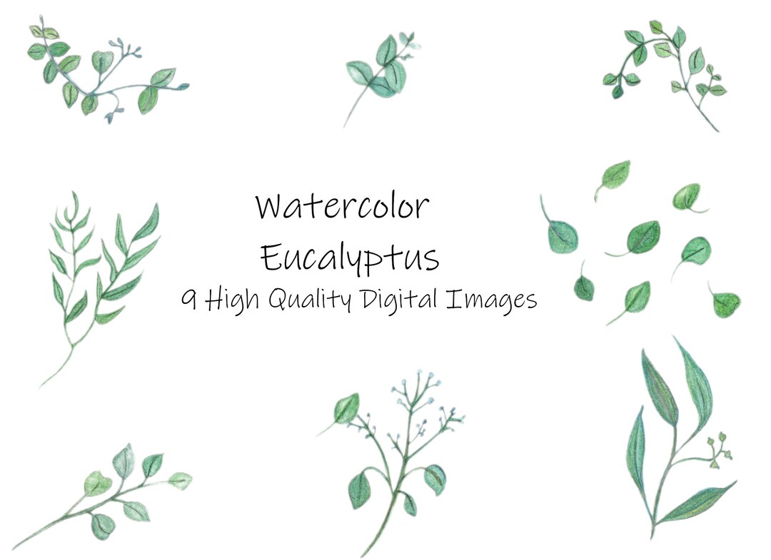 Watercolor Eucalyptus Clipart- Botanical Watercolor PNG Instant ...