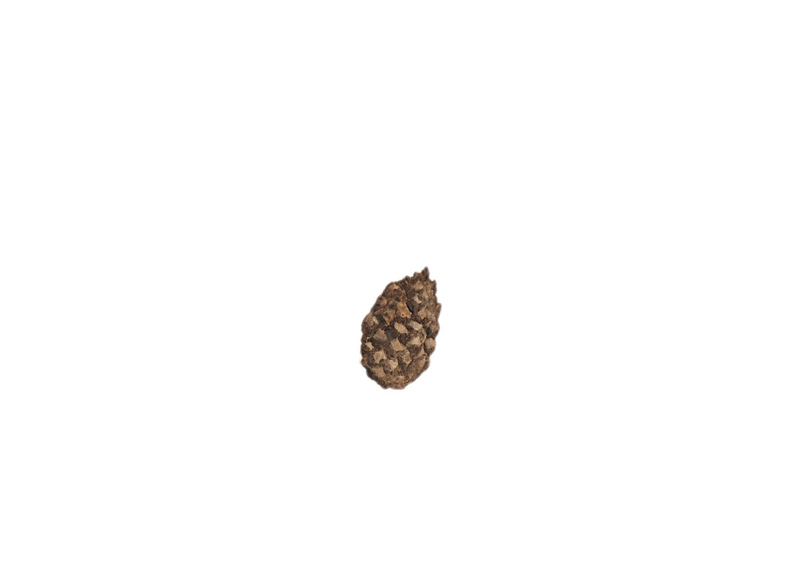 Watercolor Pine Cones & Branches Clipart-painted Pine Cone-pine Tree ...