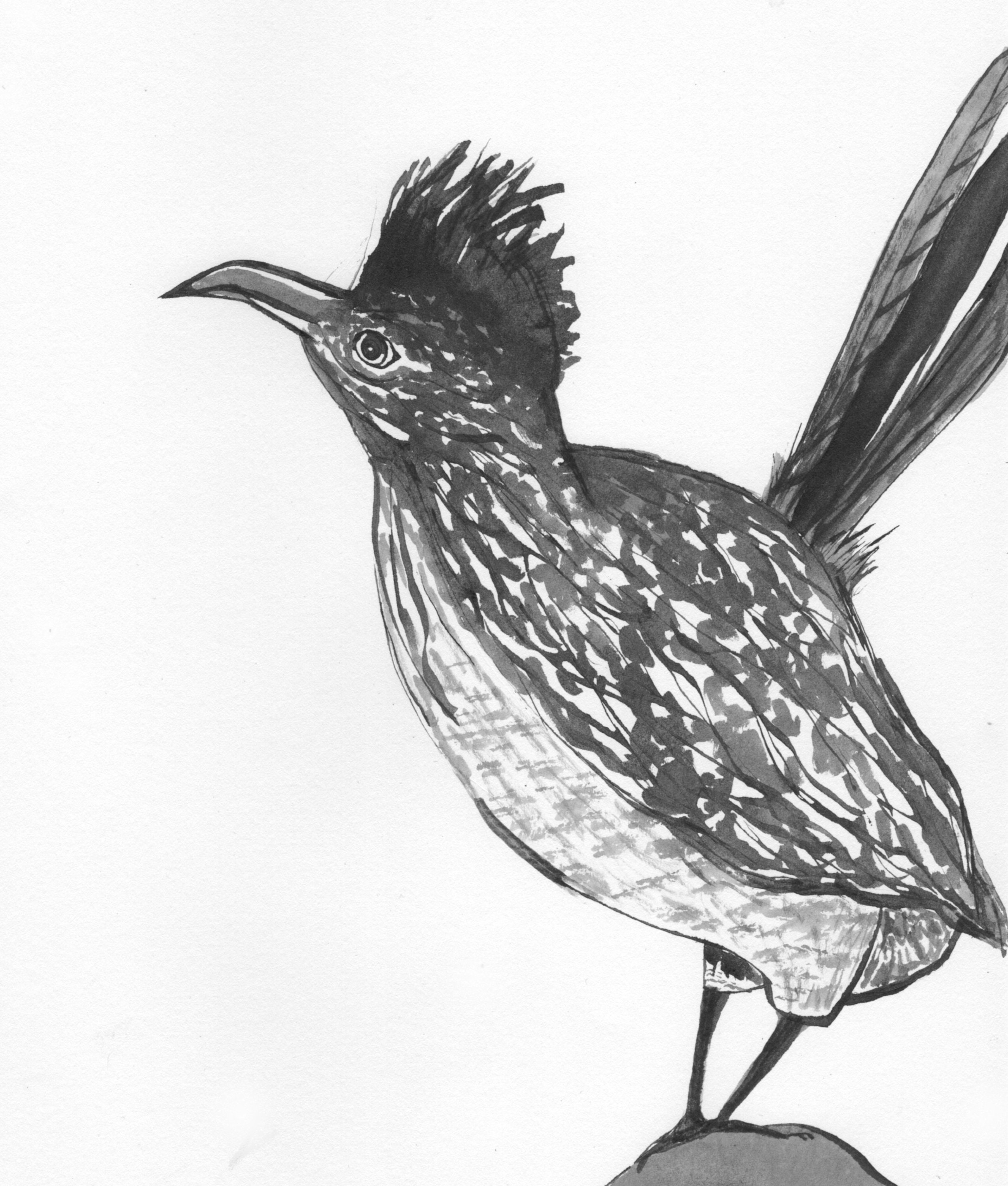 Roadrunner Digital Download Wall Printable-ink Drawing-instant Download ...