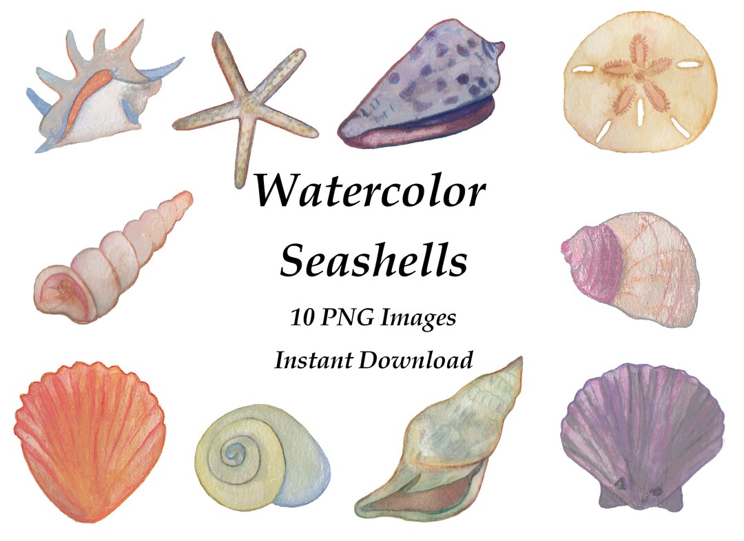 Watercolor Seashell Clipart Png-nautical-coastal-ocean-sea-shells ...