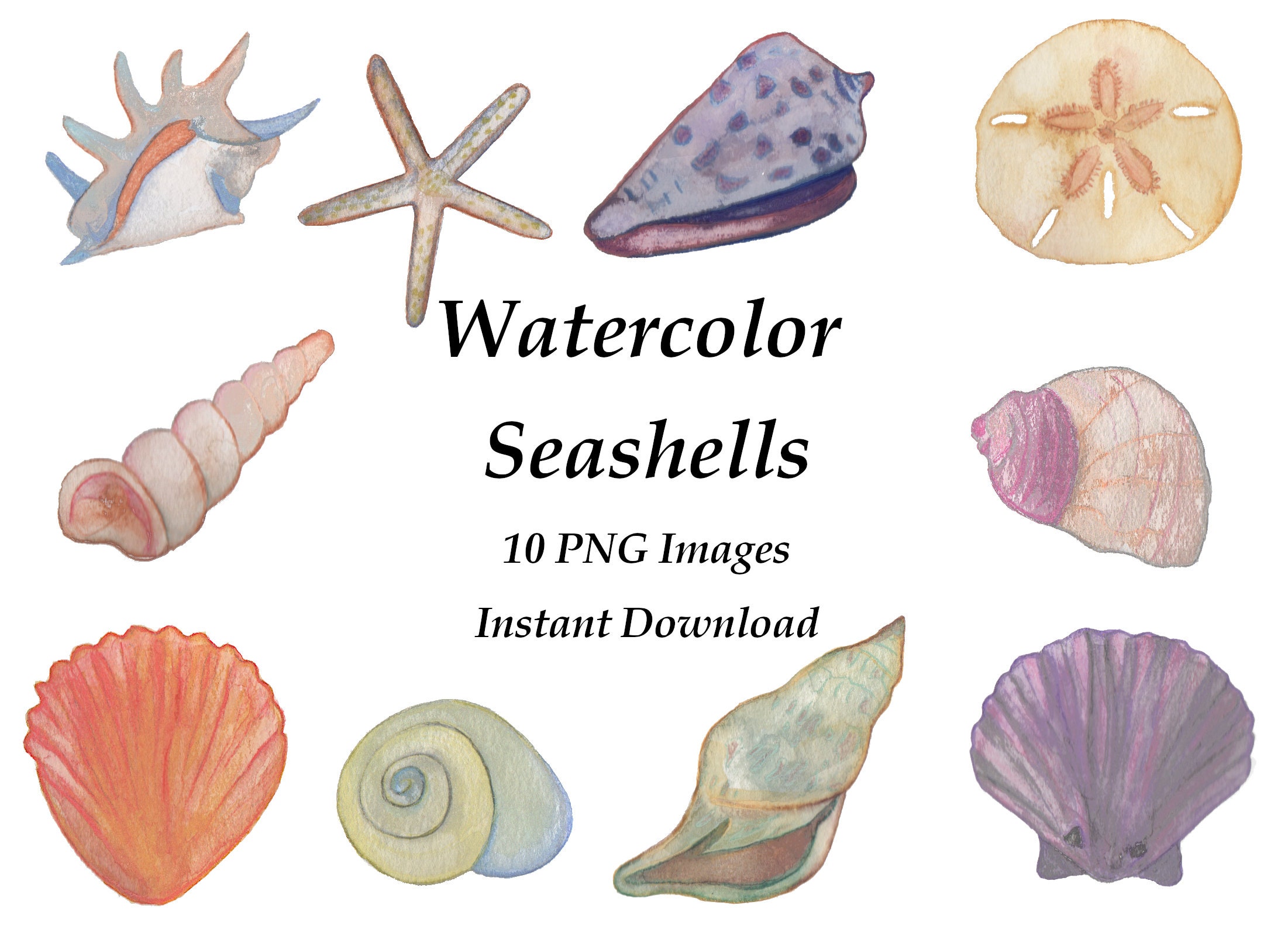 Watercolor Seashell Clipart Png-nautical-coastal-ocean-sea-shells ...