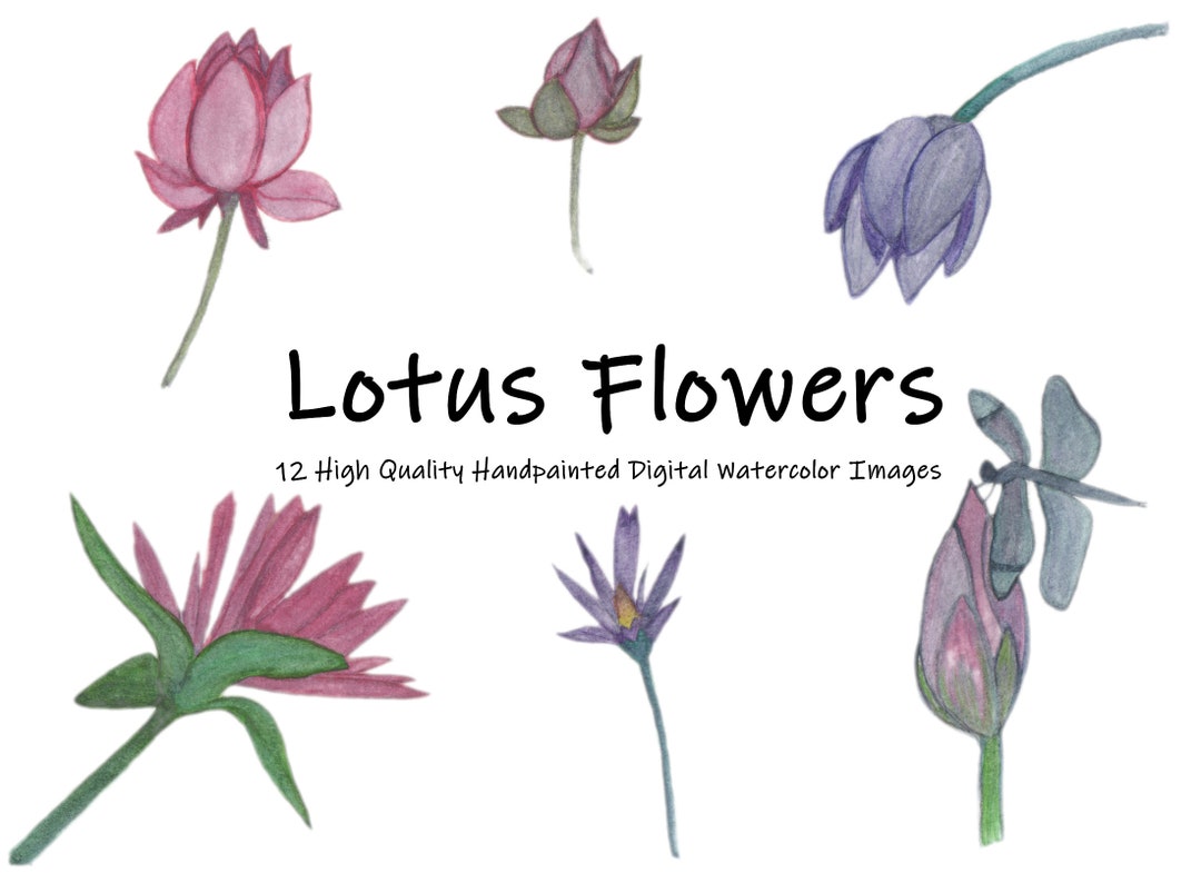 Watercolor Lotus Waterlily Flowers-handpainted Watercolor-digital ...