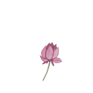 Watercolor Lotus Waterlily Flowers-handpainted Watercolor-digital ...