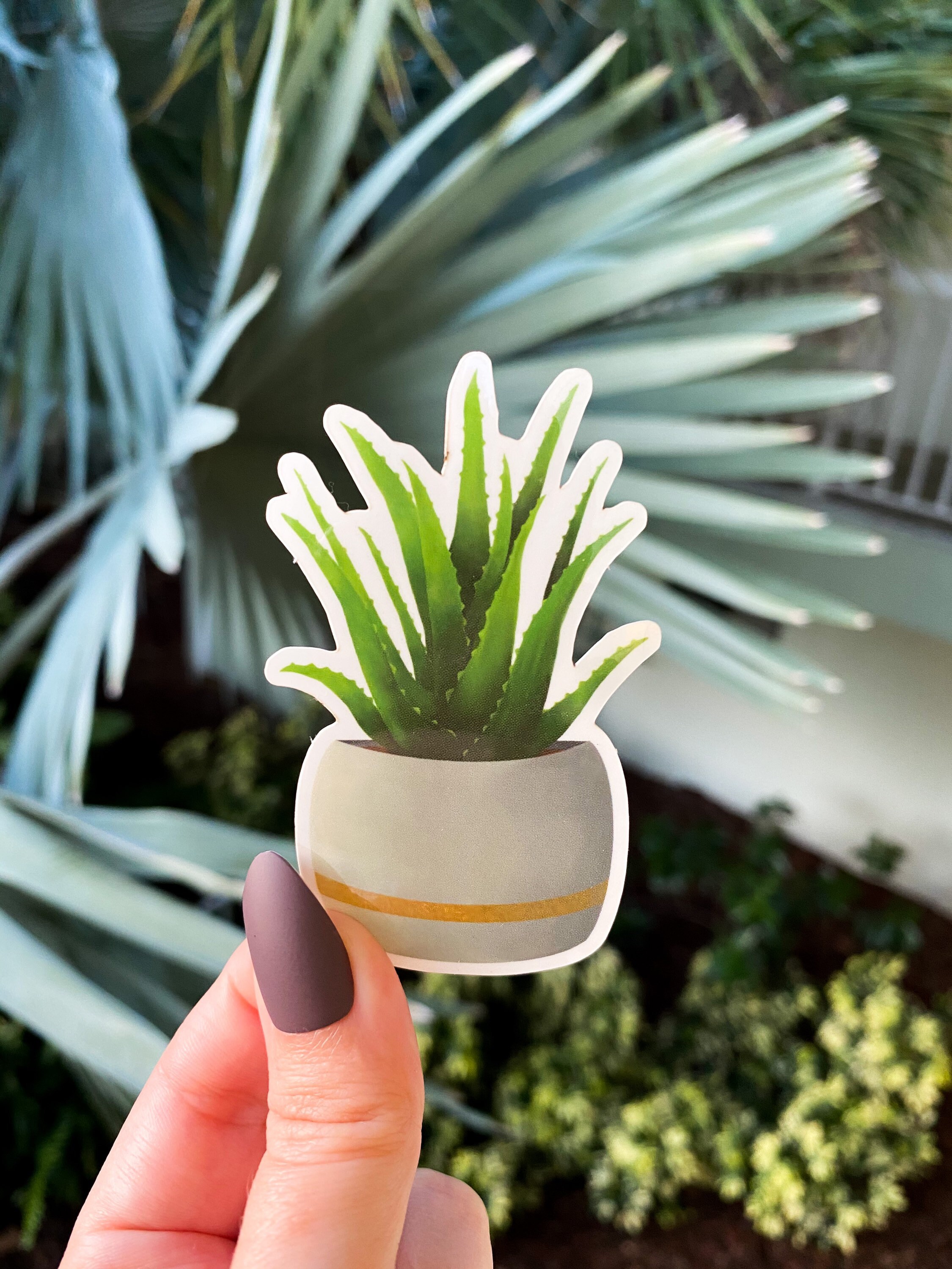 Aloe Vera Plant Sticker Plant Stickers Laptop Stickers Water Bottle ...