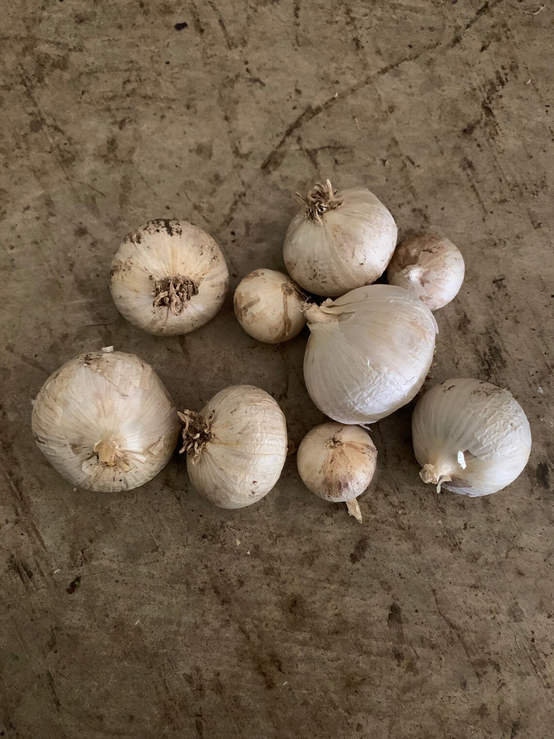 Elephant Garlic Corms seeds Rounds and Cloves | Etsy