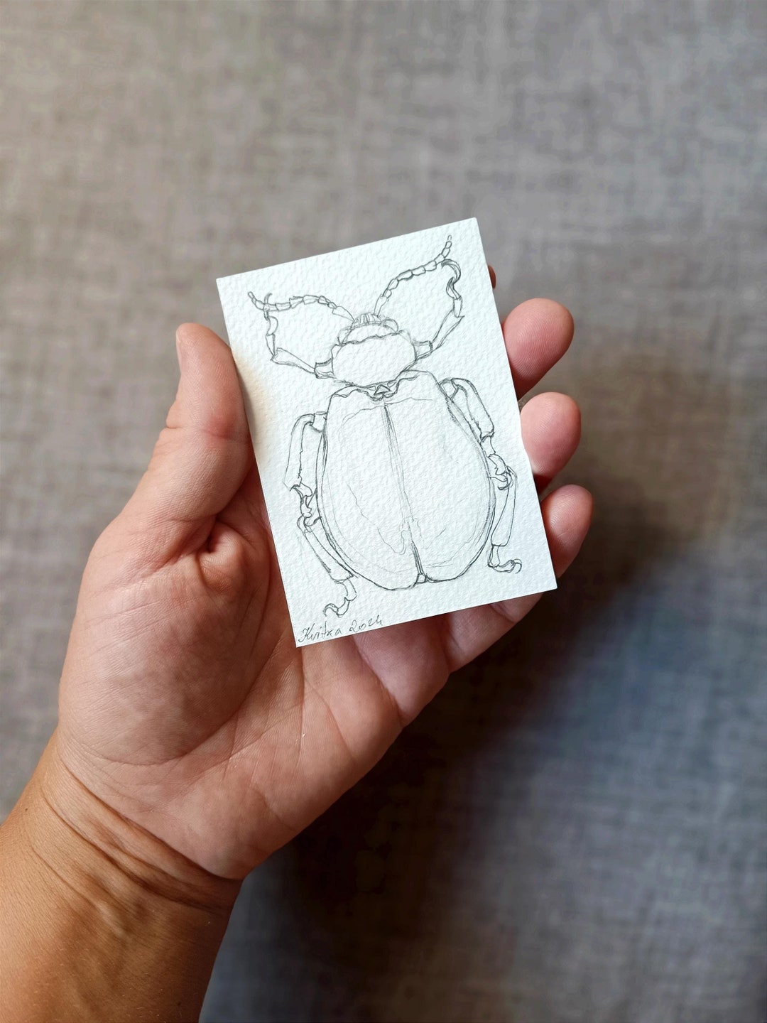 ACEO Original Graphite Drawing Black and White Bug Entomology Art ...