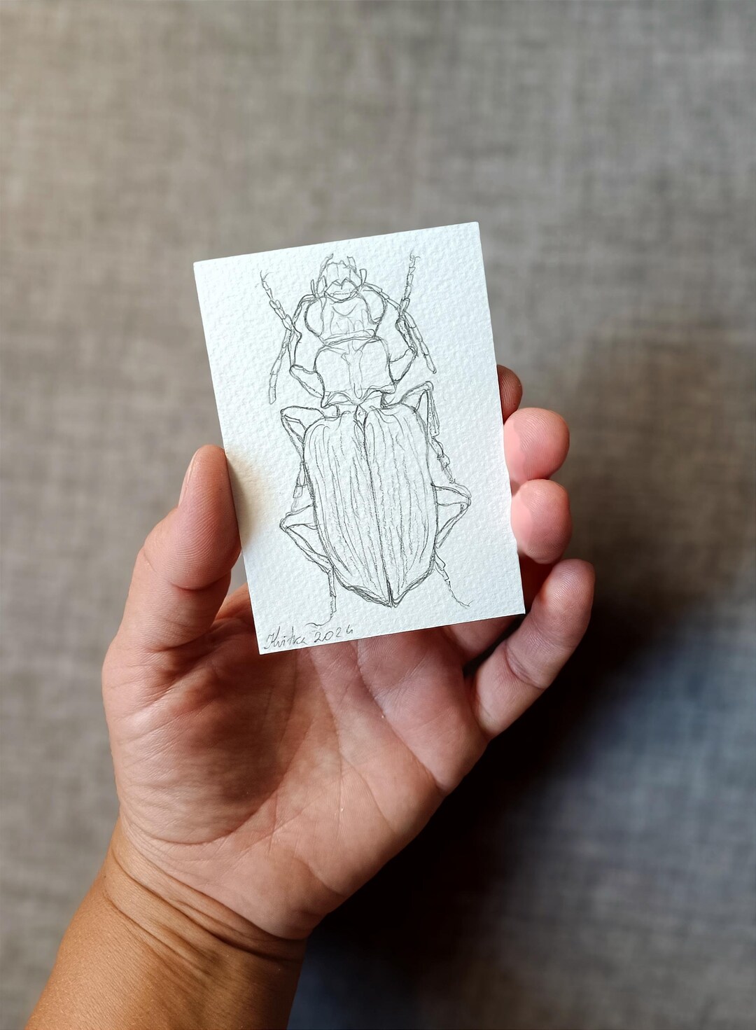 ACEO Original Graphite Drawing Black and White Bug Entomology Art ...