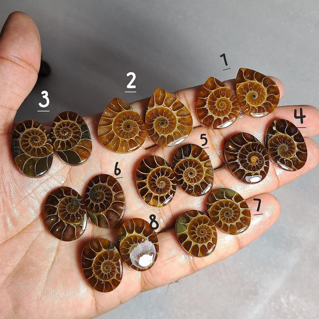 Ammonite Pair, Natural Ammonite Pair Cabochon, Ammonite Fossil Pair ...