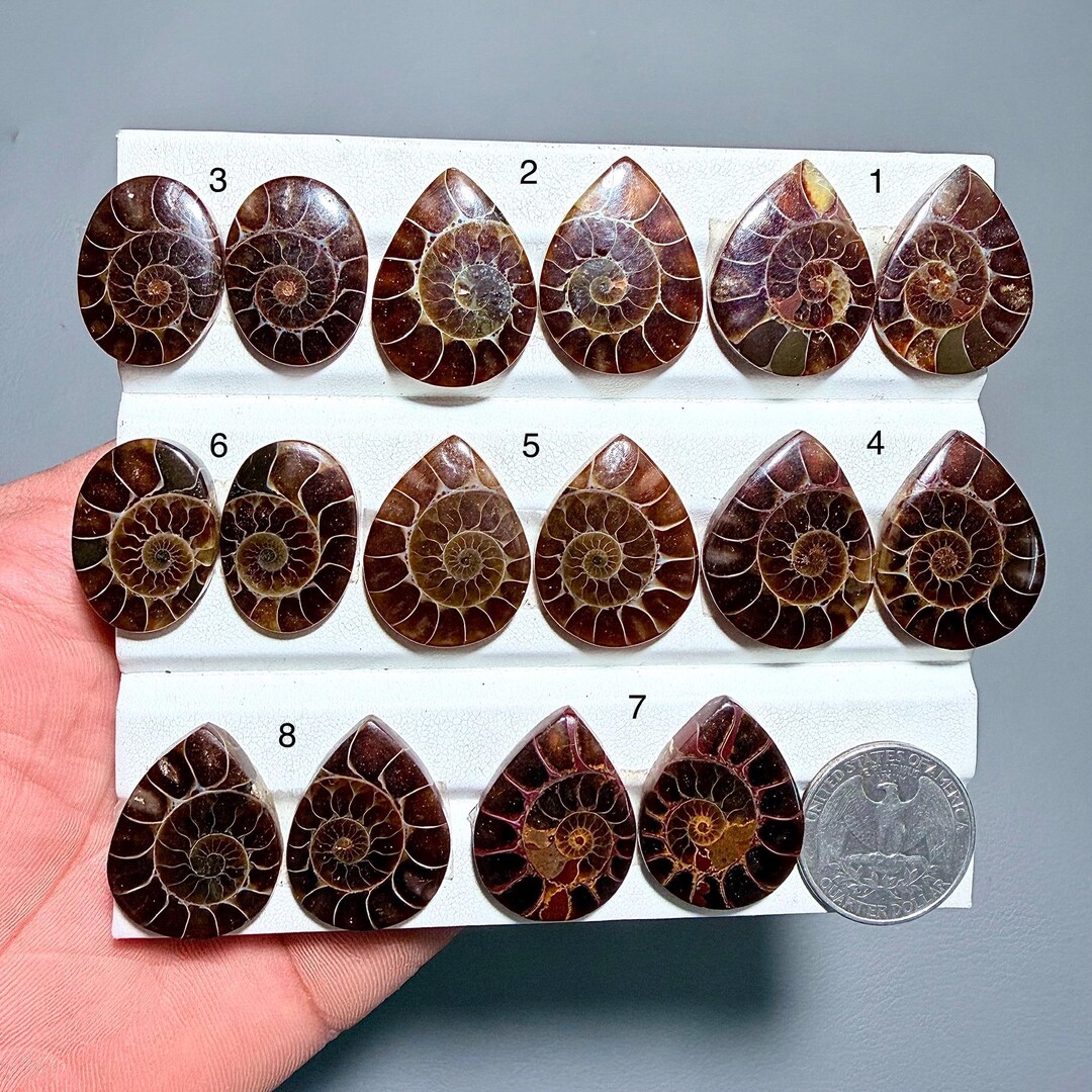 Ammonite Pair, Natural Ammonite Pair Cabochon, Ammonite Fossil Pair ...