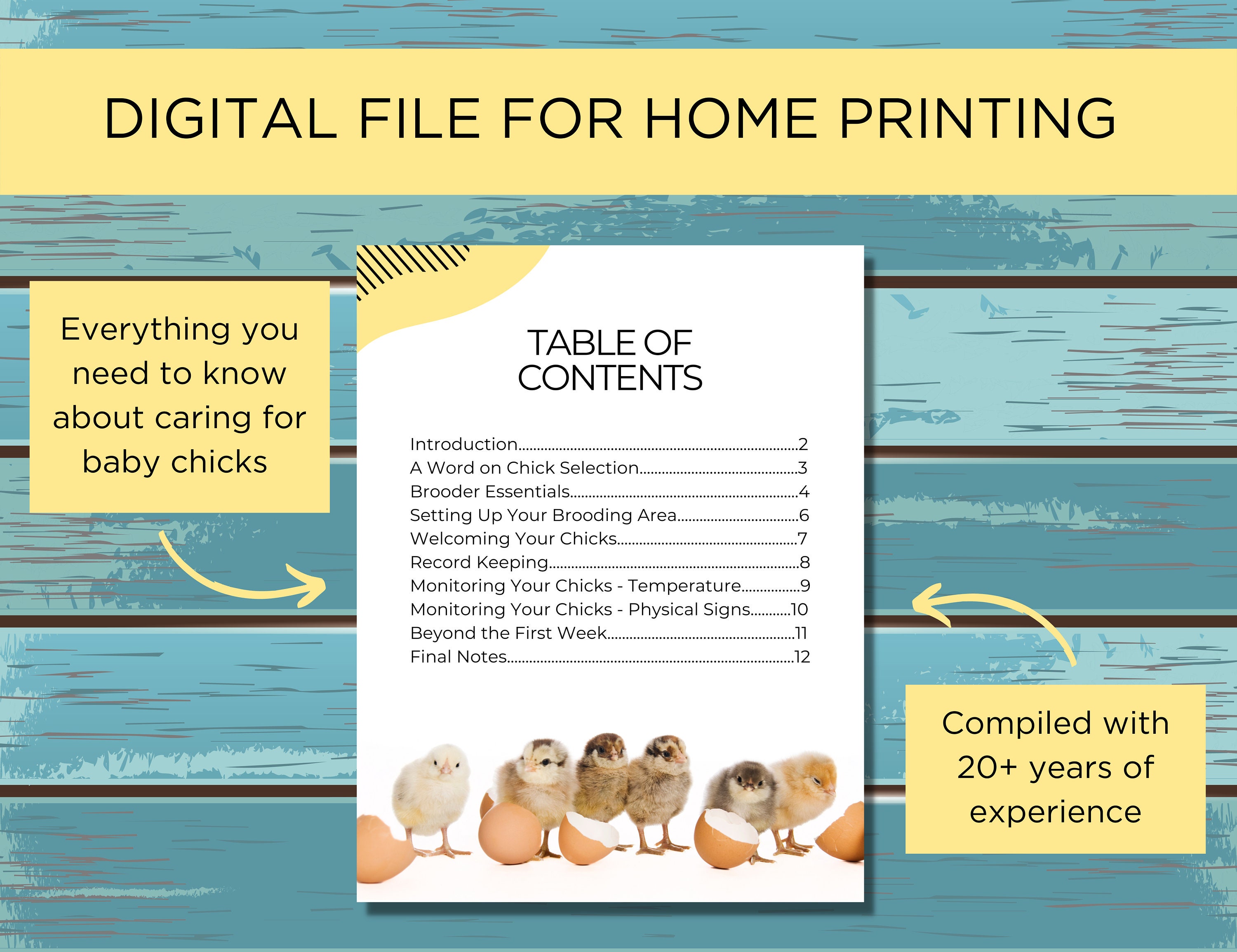 Complete Baby Chick Care Guide (digital Download) - Etsy