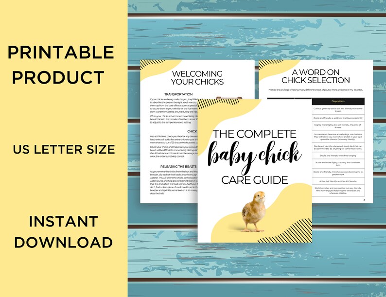 Complete Baby Chick Care Guide (digital Download) - Etsy