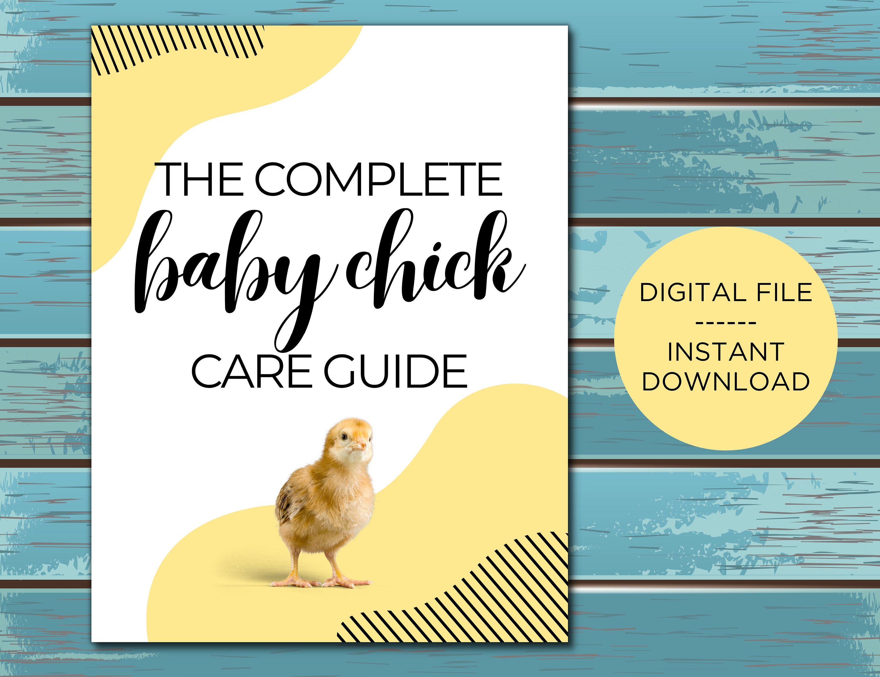 Complete Baby Chick Care Guide (digital Download) - Etsy