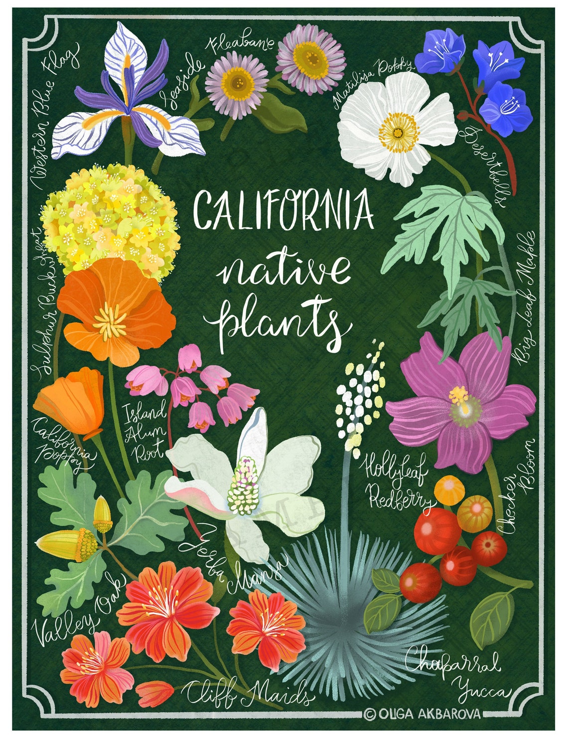 California Native Plants Art Print botanical Realistic - Etsy