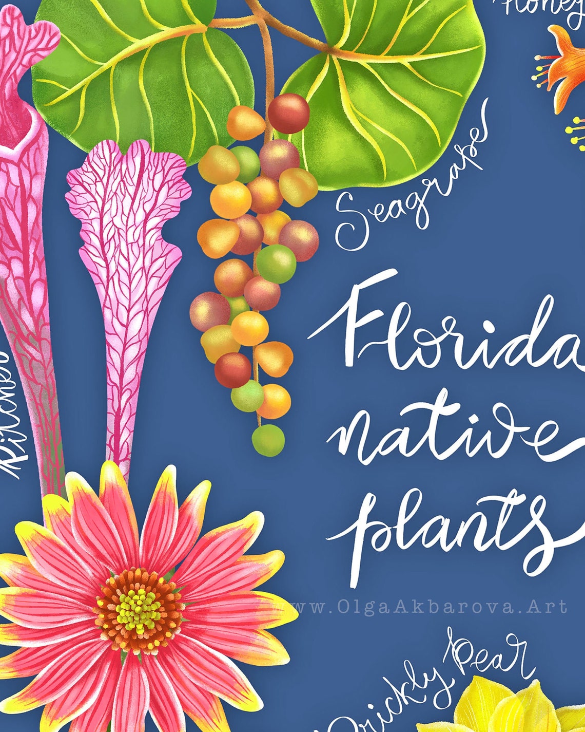 Florida Native Plants Art Print magnolia Sea Grape Mallow - Etsy