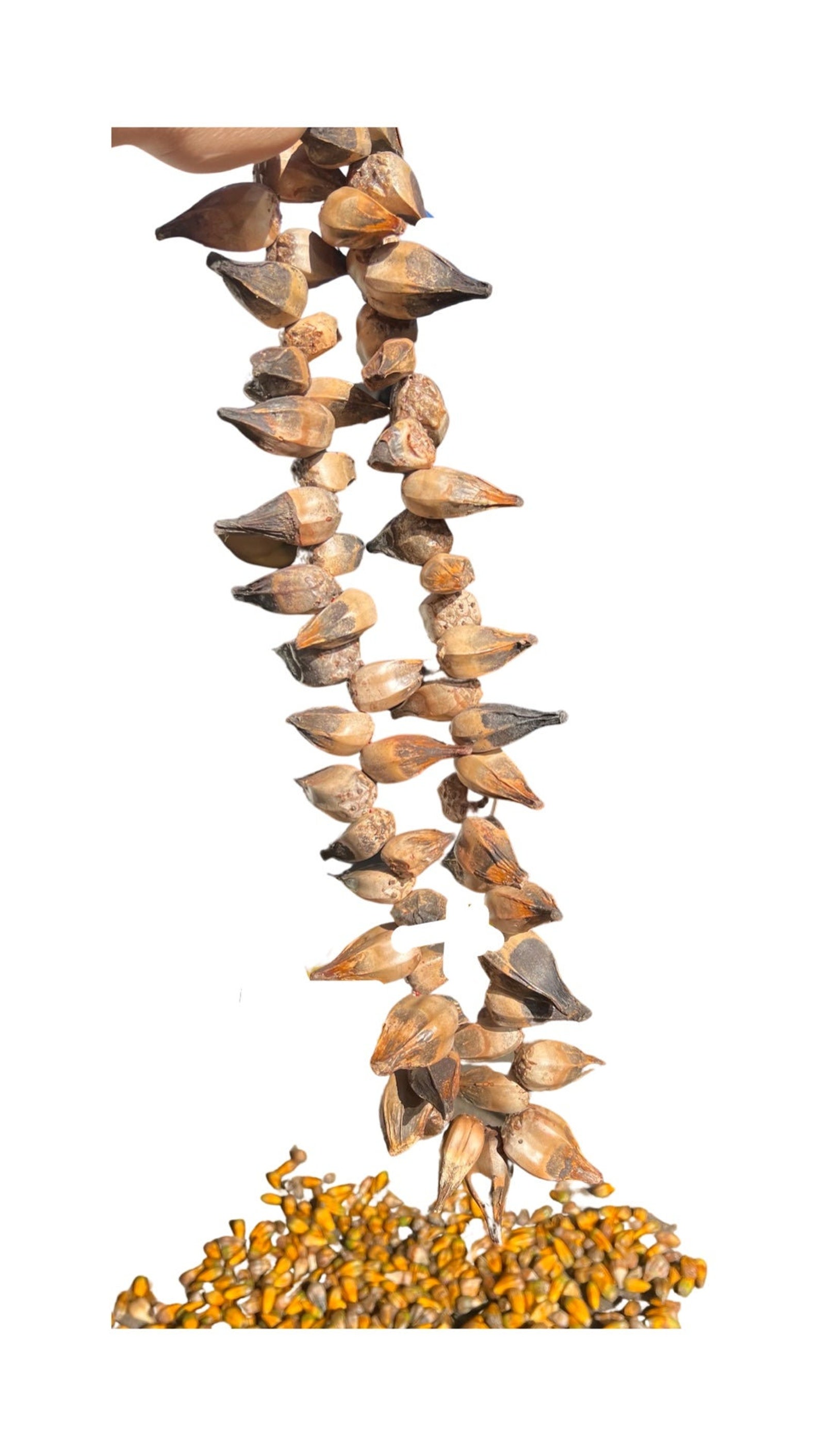 Samoan Ula Fala - Etsy