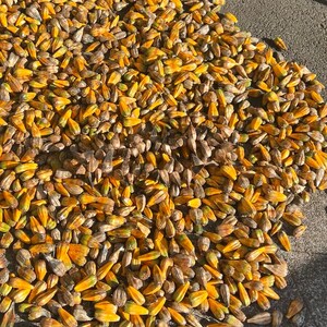 Samoan Ula Fala - Etsy