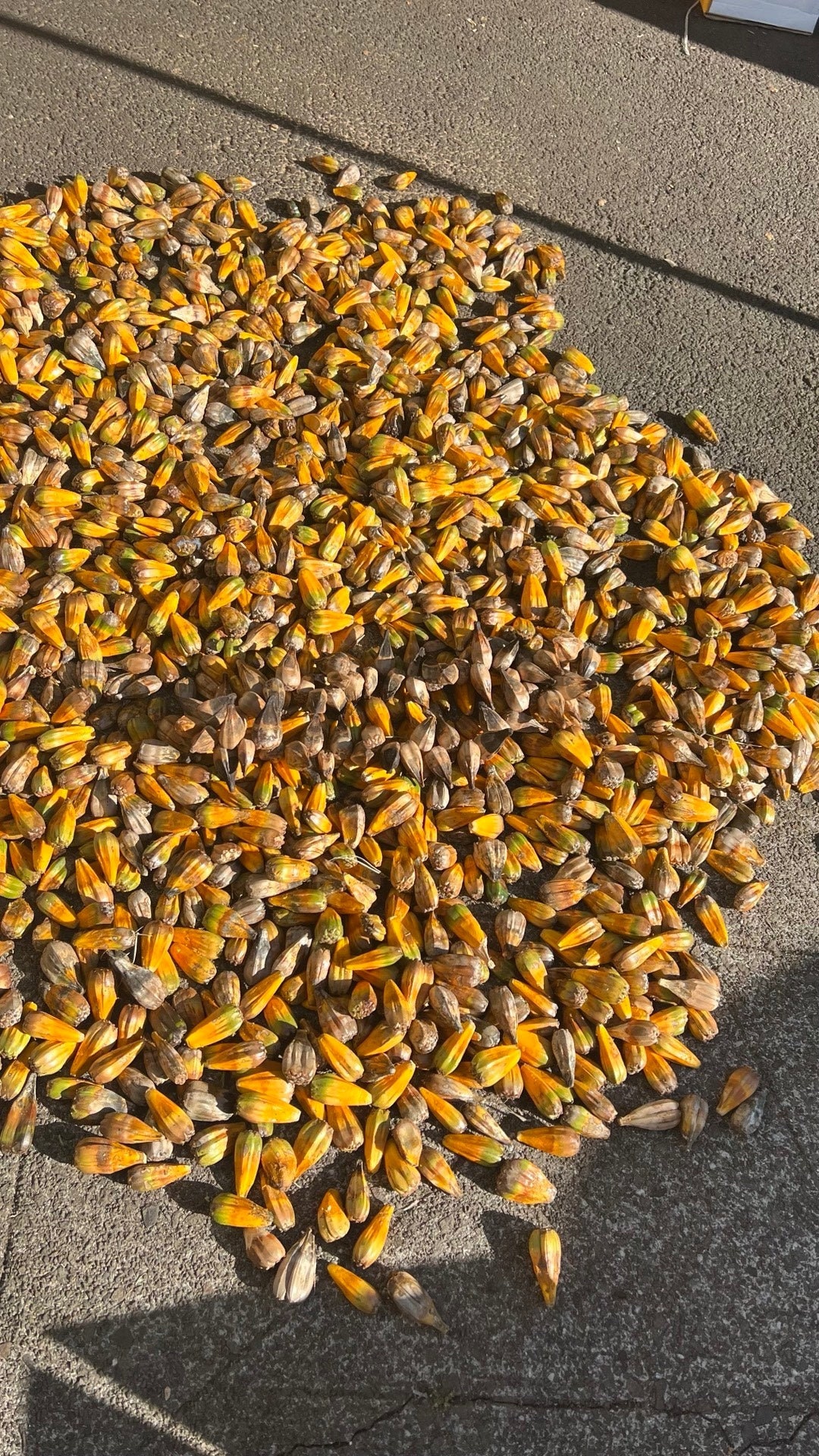 Samoan Ula Fala - Etsy