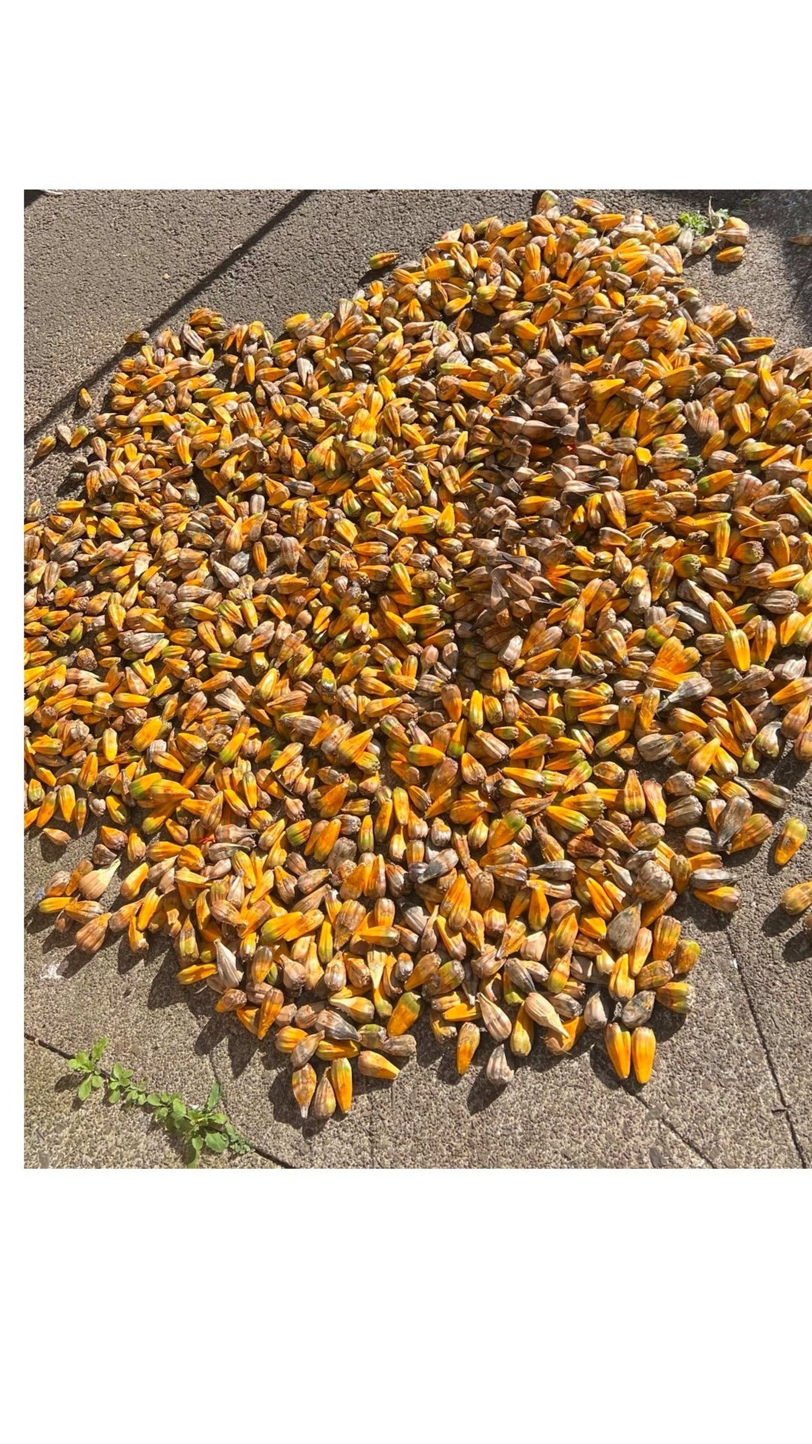 Samoan Ula Fala - Etsy