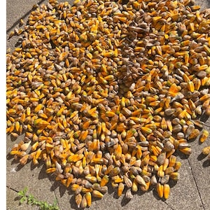 Samoan Ula Fala - Etsy