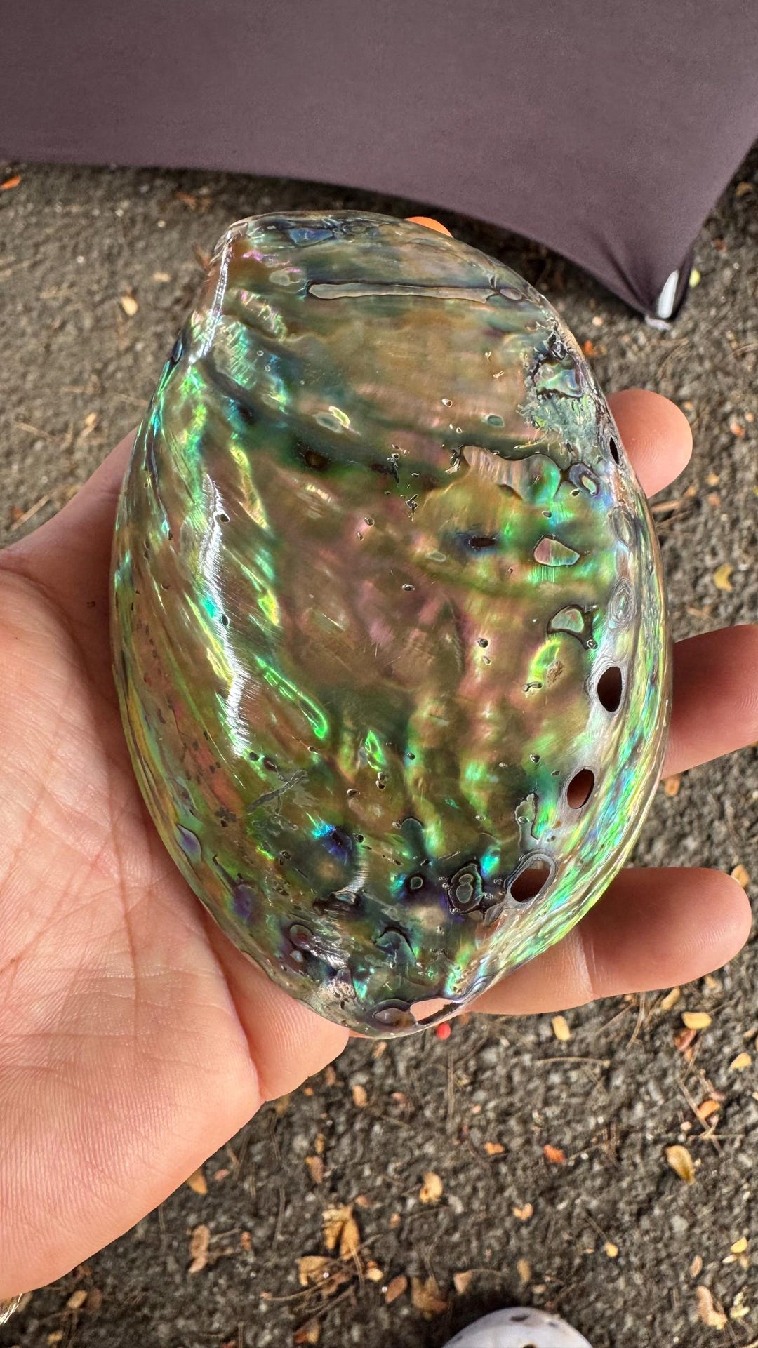 Abalone or Paua Shells - Etsy