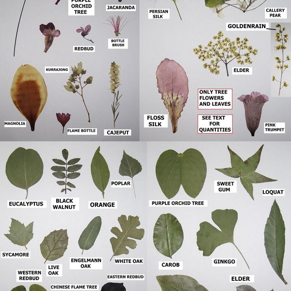 Pressed Leaves - Etsy