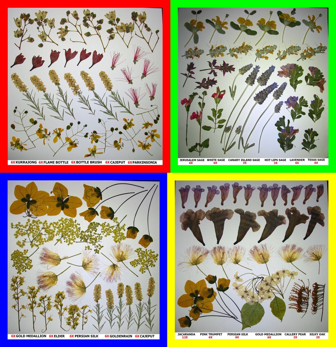 Pressed Dried Flowers Petals Bougainvillea, Poppy, Oleander, Marigold ...