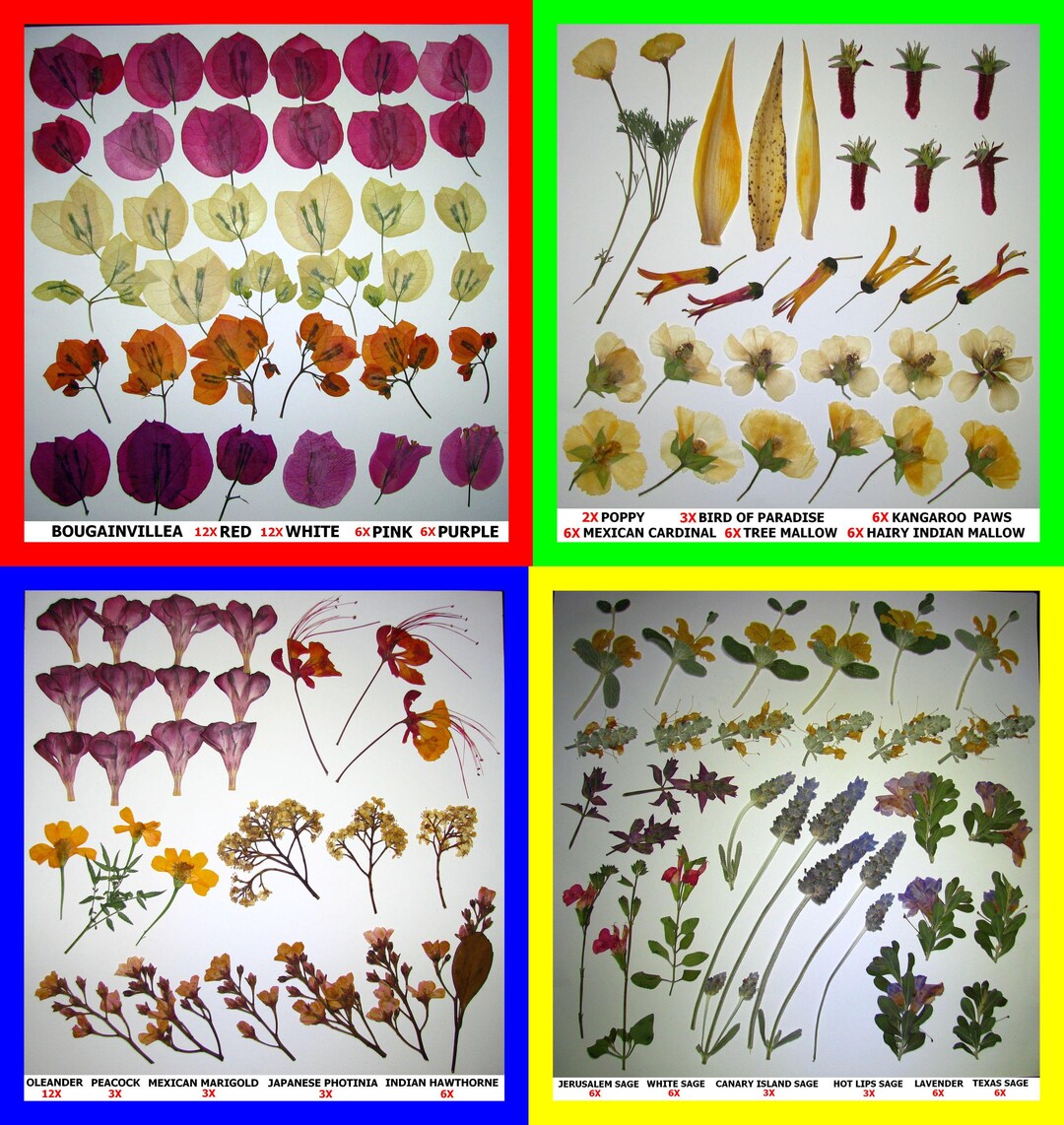 Pressed Dried Flowers Petals Bougainvillea, Poppy, Oleander, Marigold ...