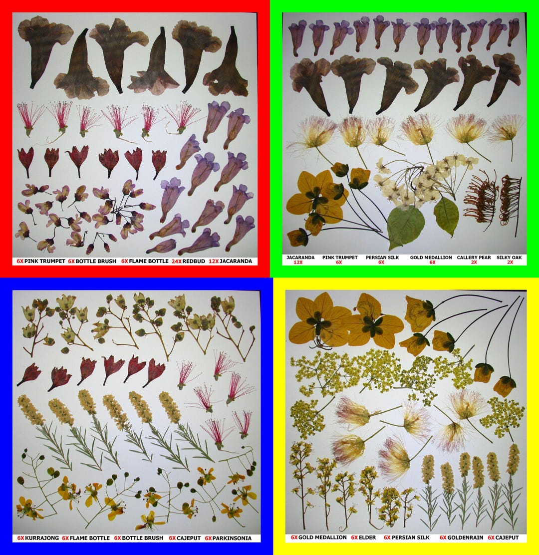 Pressed Dried Flowers Petals Bougainvillea, Poppy, Oleander, Marigold ...