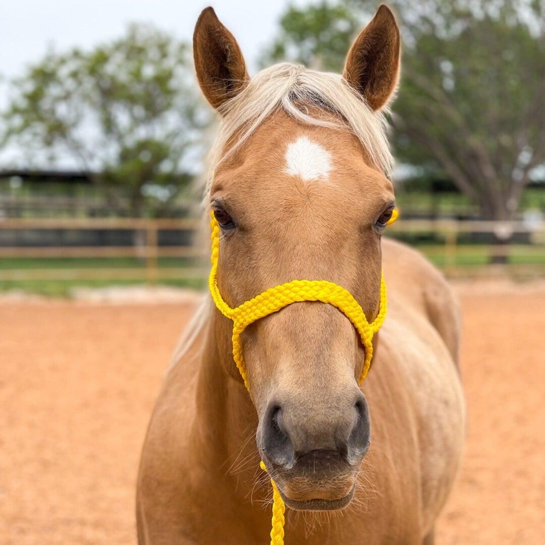 Yellow Mule Tape Halter - Etsy
