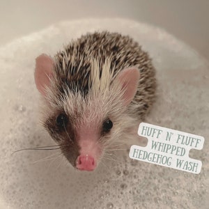 Huff N' Fluff Whipped Bath Wash for Hedgehogs and Small Animals Suitable for Humans as Well - Etsy
