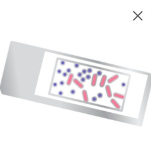 Gram Stain Microscope Slide Enamel Pin / Microbiology / Bacteria - Etsy