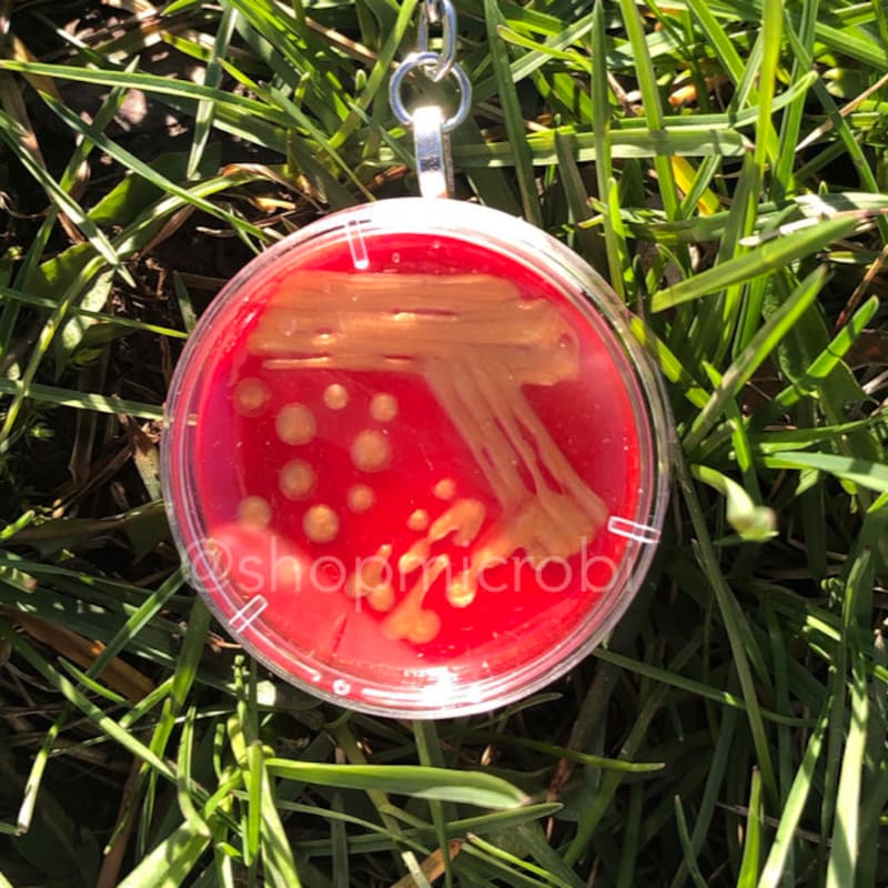 Microbiology Gift Necklace - 60+ Gift Ideas for 2025