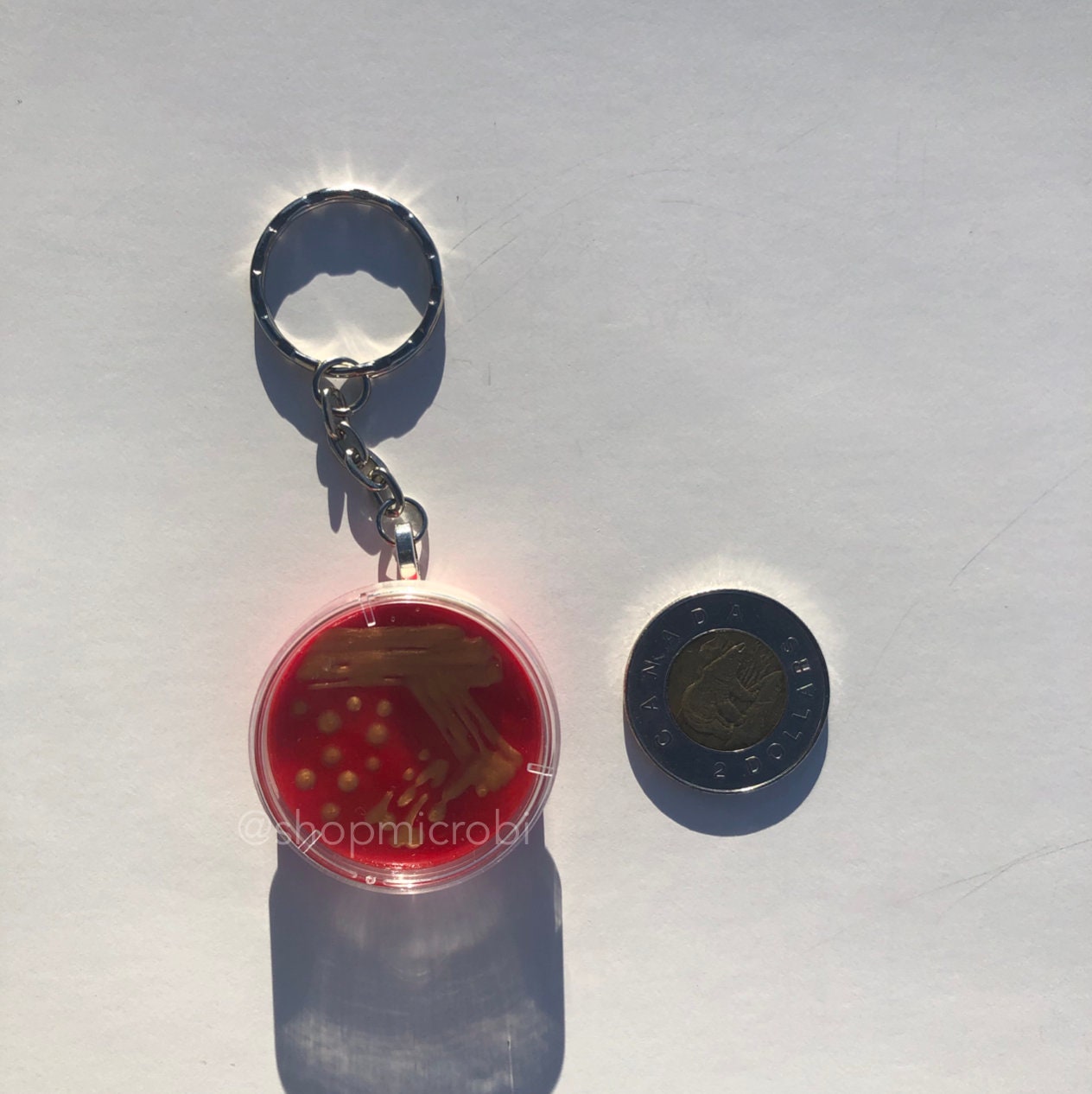 Staph Aureus Petri Dish Keychain / Microbiology Agar Art / | Etsy
