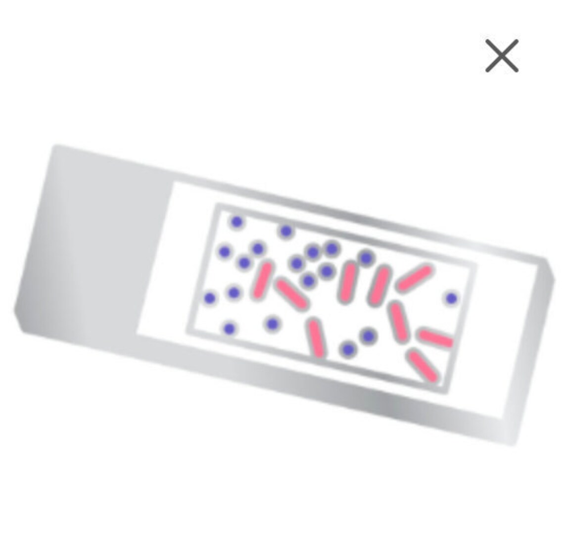 Gram Stain Microscope Slide Enamel Pin / Microbiology / - Etsy