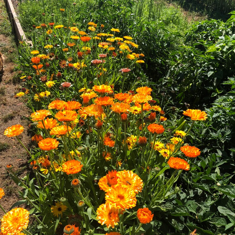 Calendula Mix - Etsy