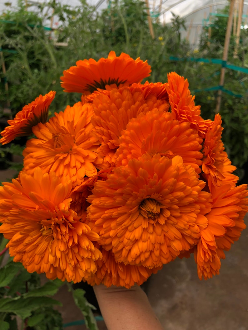 Calendula Mix - Etsy