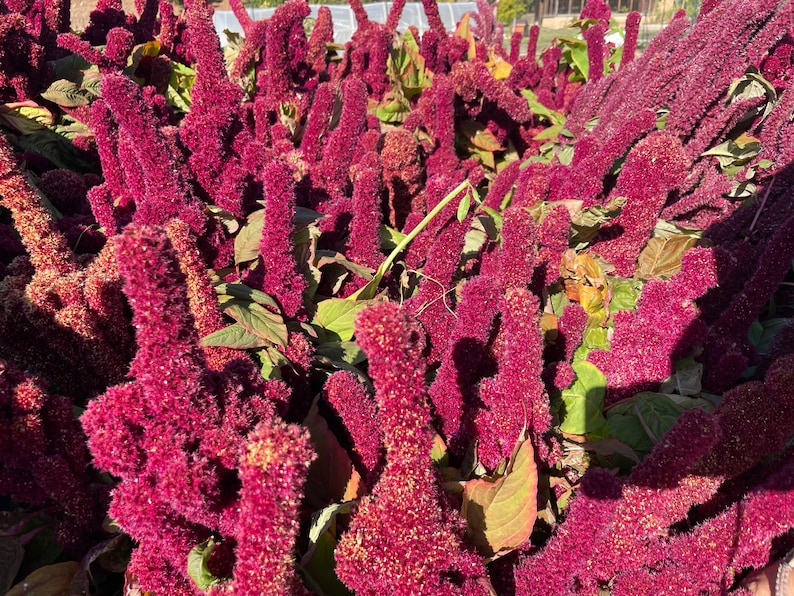 Elephant Head Amaranth - Etsy