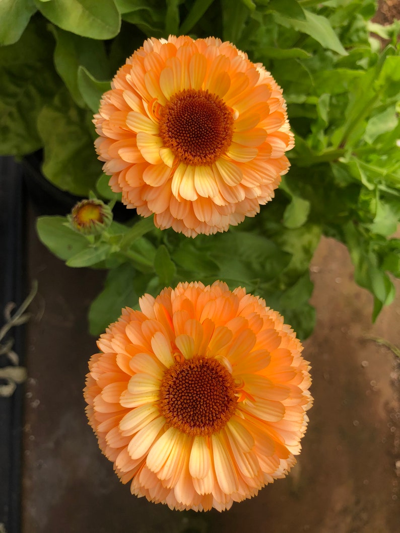 Calendula Mix - Etsy