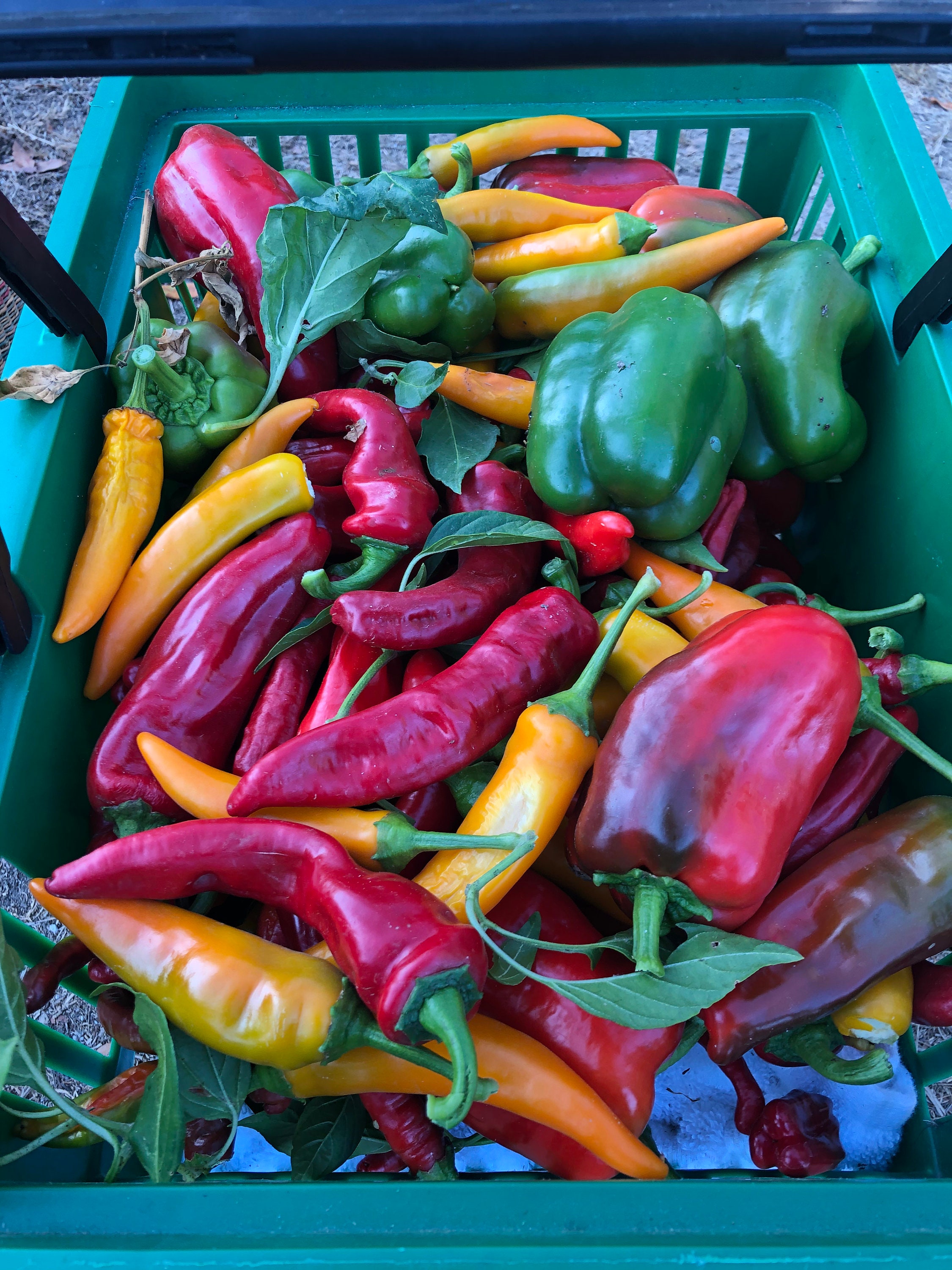 Peter Pipers Pepper Mix - Etsy