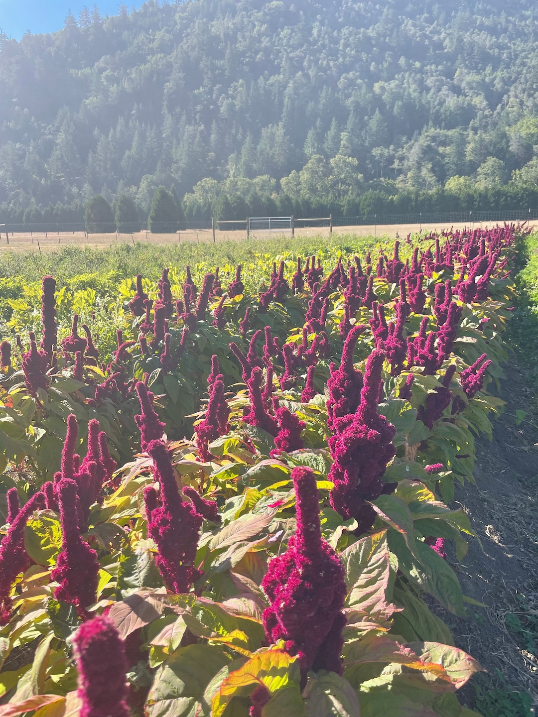 Elephant Head Amaranth - Etsy